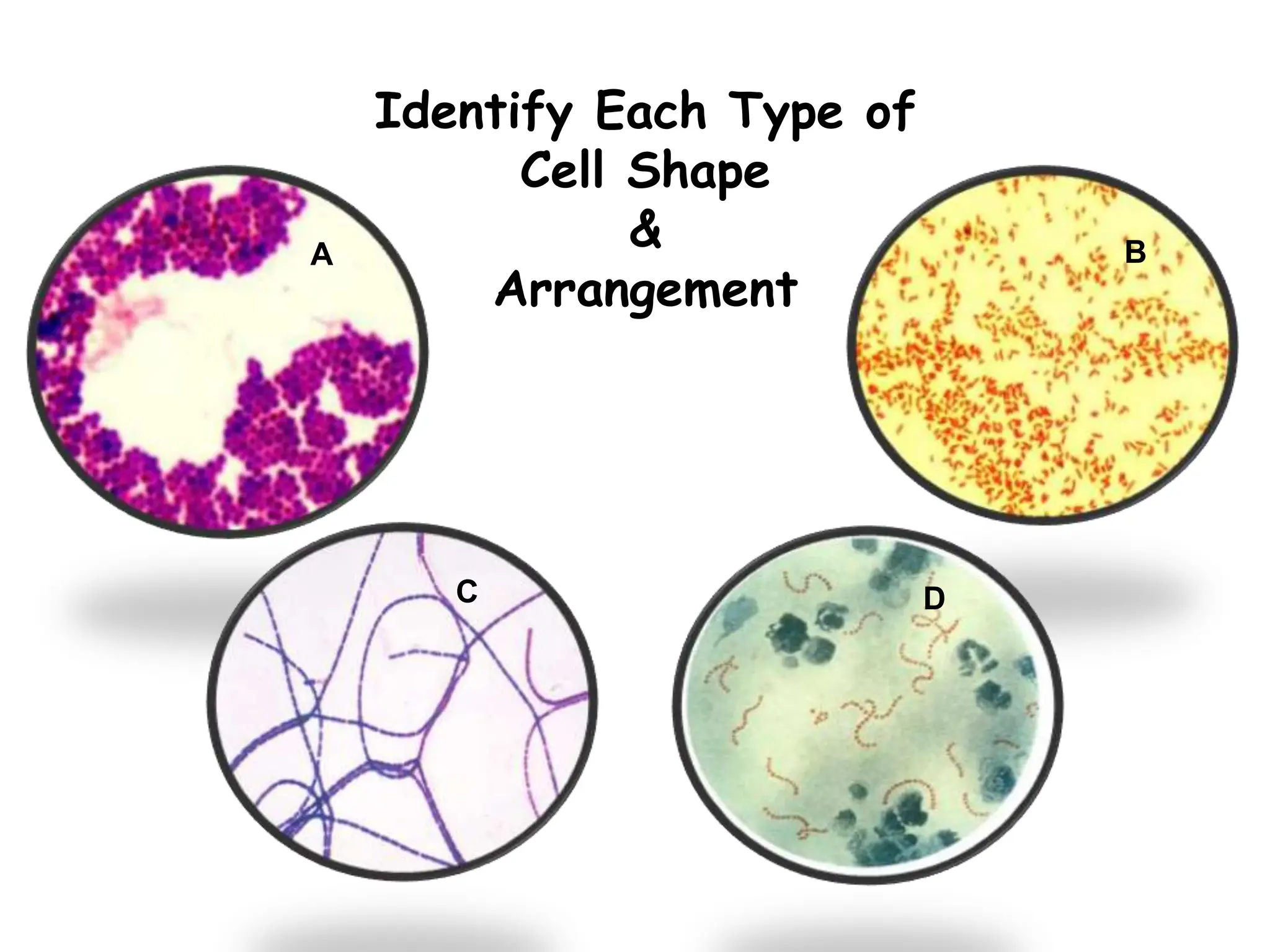 Unit-2(Lecture- 5th) Cellular architecture of Prokaryotic Cell.pptx
