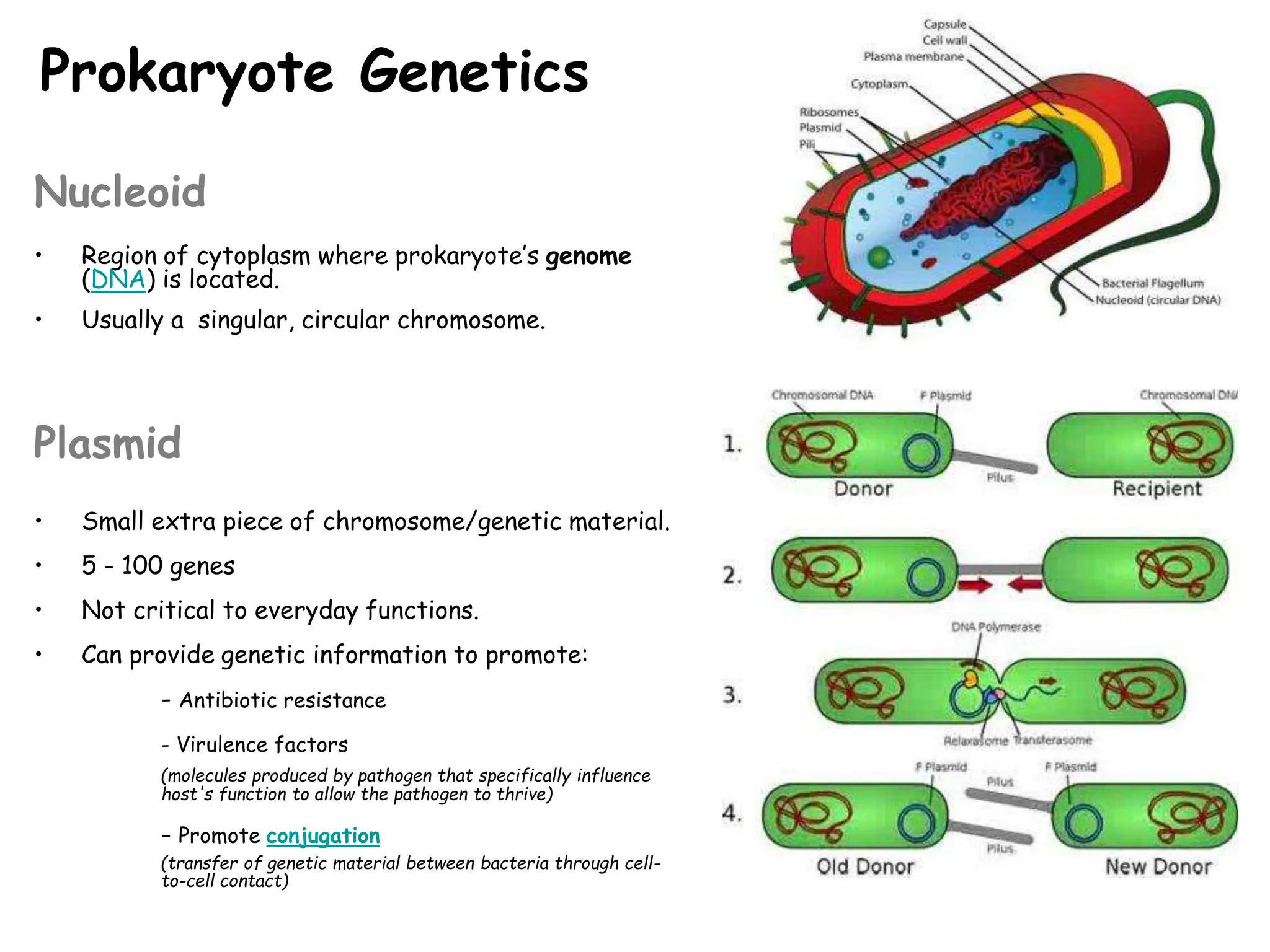 Unit-2(Lecture- 5th) Cellular architecture of Prokaryotic Cell.pptx