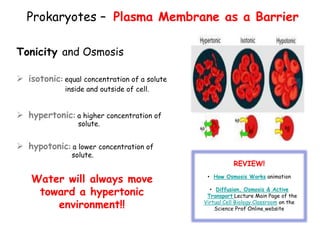 Unit-2(Lecture- 5th) Cellular architecture of Prokaryotic Cell.pptx