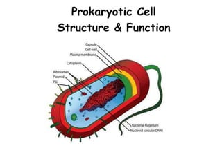 Unit-2(Lecture- 5th) Cellular architecture of Prokaryotic Cell.pptx