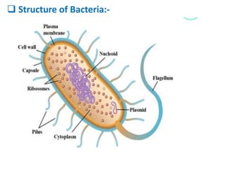 Micro-Organisms.pptx