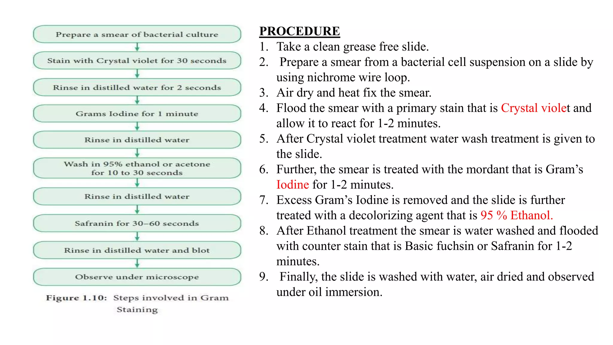 IDENTIFICATION OF BACTERIA USING STAINING TECHNIQUES | PPTX