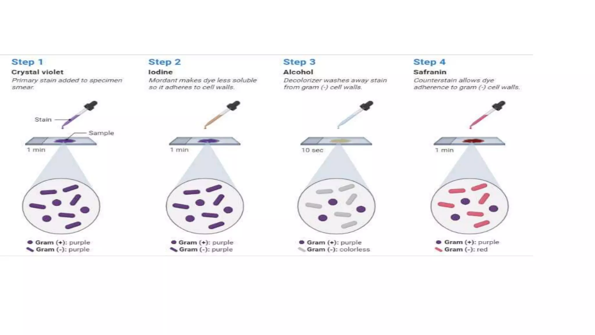 IDENTIFICATION OF BACTERIA USING STAINING TECHNIQUES | PPTX