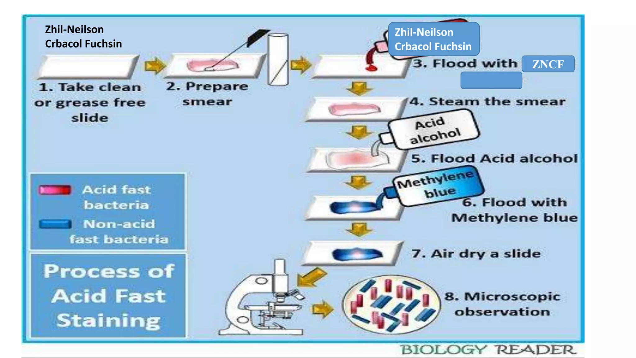 IDENTIFICATION OF BACTERIA USING STAINING TECHNIQUES | PPTX