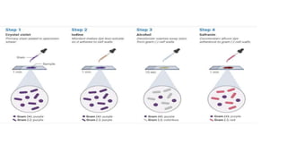 IDENTIFICATION OF BACTERIA USING STAINING TECHNIQUES | PPTX