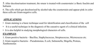 IDENTIFICATION OF BACTERIA USING STAINING TECHNIQUES | PPTX