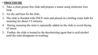IDENTIFICATION OF BACTERIA USING STAINING TECHNIQUES | PPTX