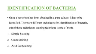 IDENTIFICATION OF BACTERIA USING STAINING TECHNIQUES | PPTX
