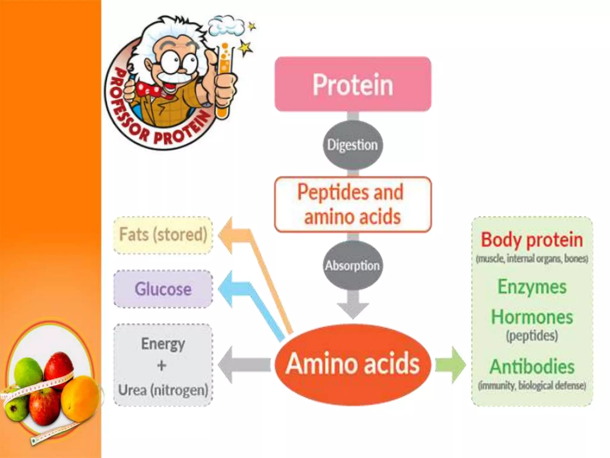 Proteins classification, source, function & RDA | PPTX