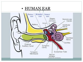 acoustics on human ear | PPTX