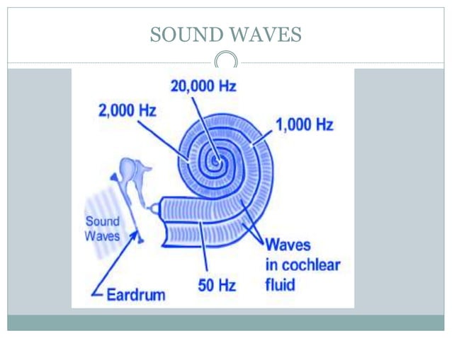 acoustics on human ear | PPTX