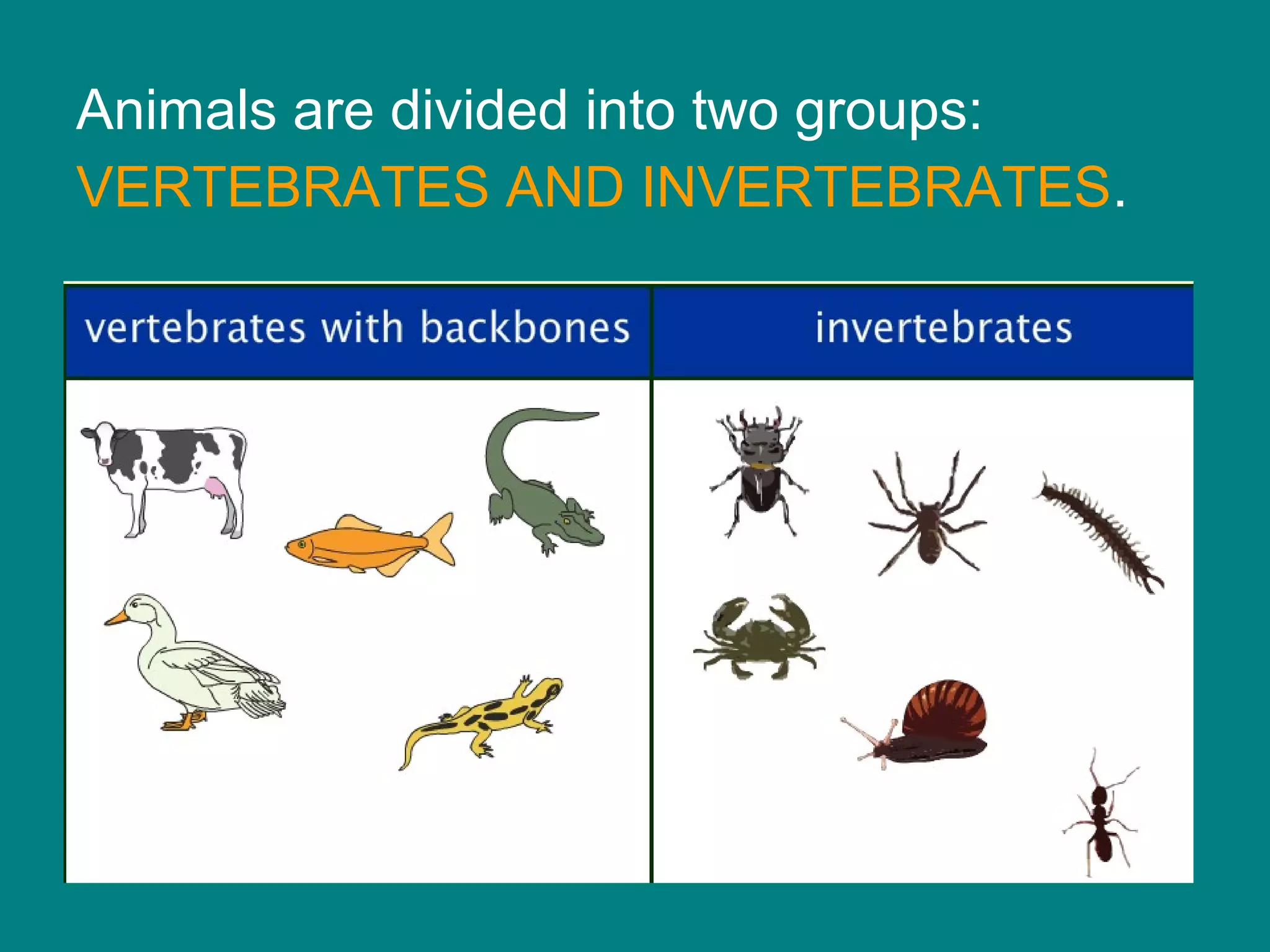 Animals_grade 2 | PPT