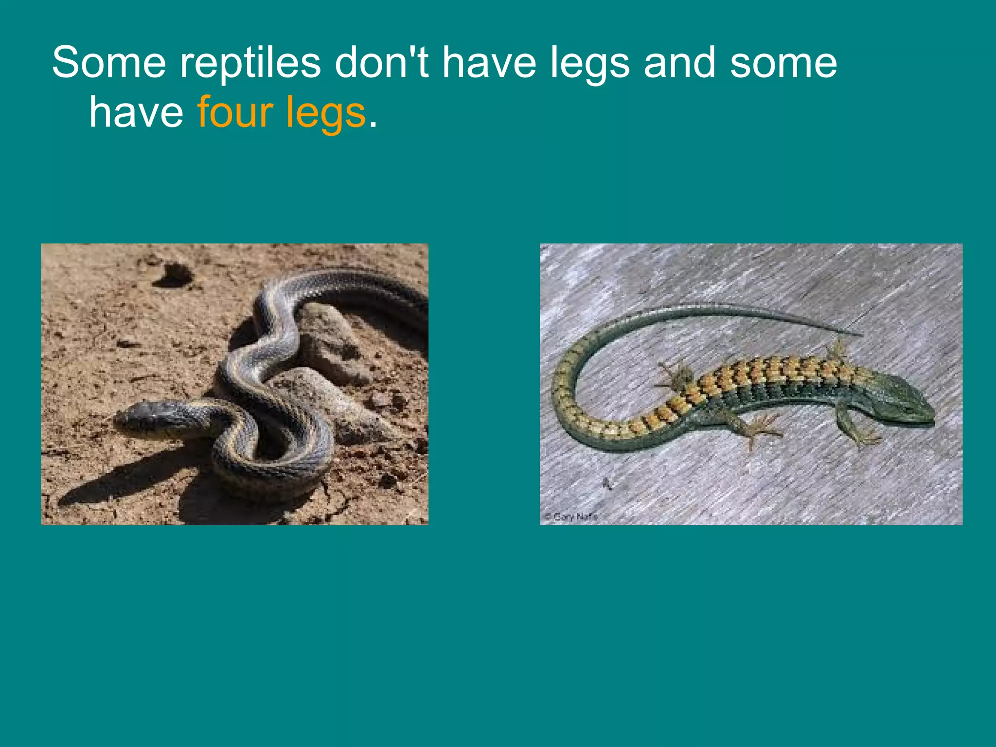 Animals_grade 2 | PPT