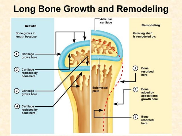 Unit-3-Human Anatomy & Physiology_2024.pdf