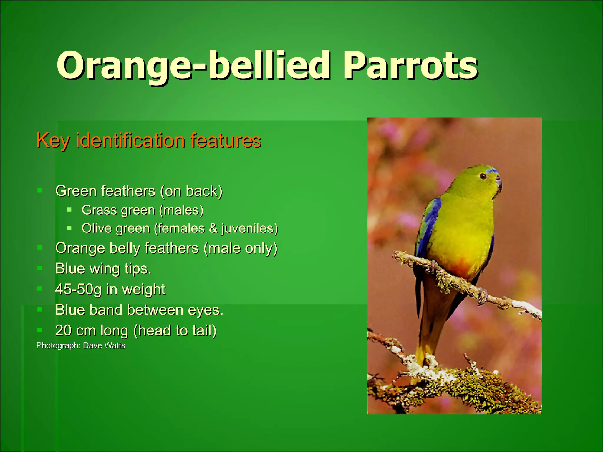 Unit 3: Orange Bellied Parrot | PPT