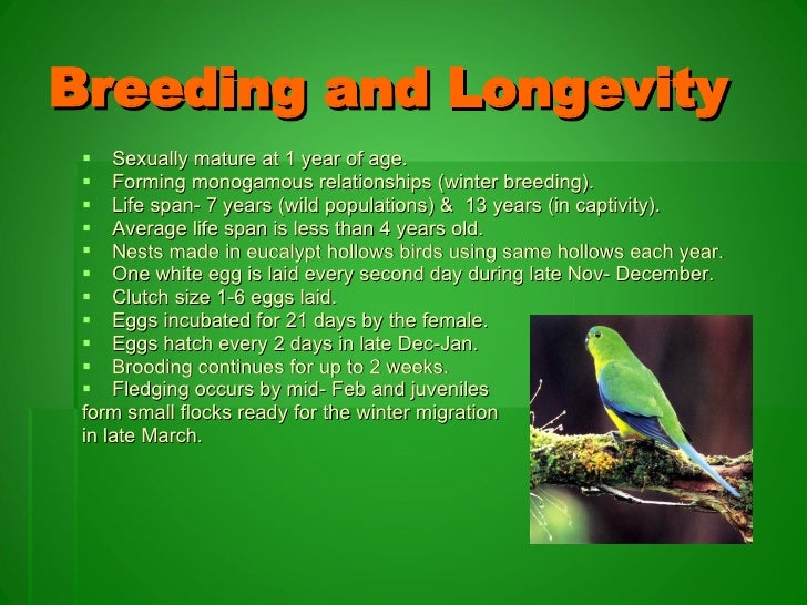 Parrot Life Cycle Life Cycle Of A Bird For Kids