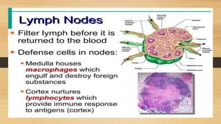 Unit-3(b) Lymphatic System.pptx