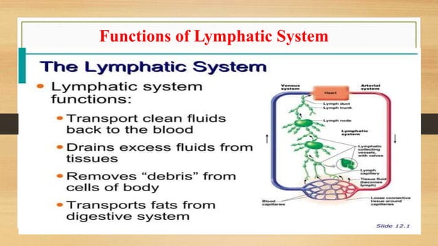 Unit-3(b) Lymphatic System.pptx | Biological Sciences | Science