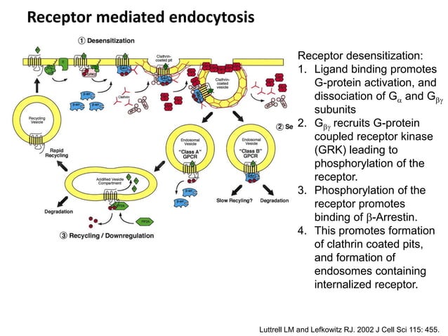 Unit 3 RECEPTOR REGULATION | PDF | Endocrine and Metabolic Diseases ...