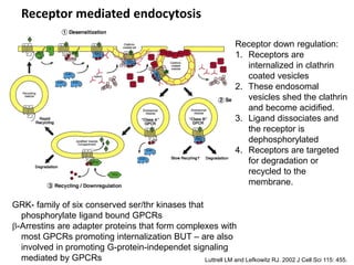 Unit 3 RECEPTOR REGULATION | PDF
