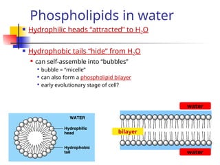Unit-3 The Structure and Functionsof Lipids - Copy.ppt