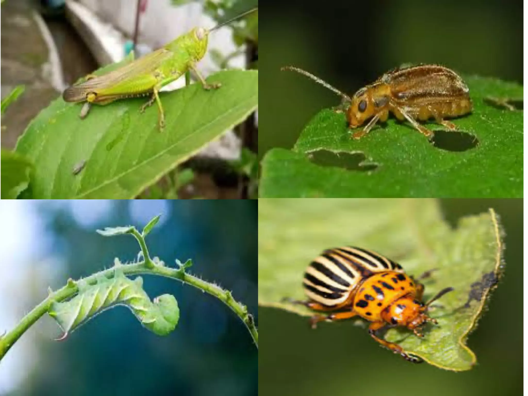 Evolution of Resource Harvesting Organs with Resilience of Insects and ...