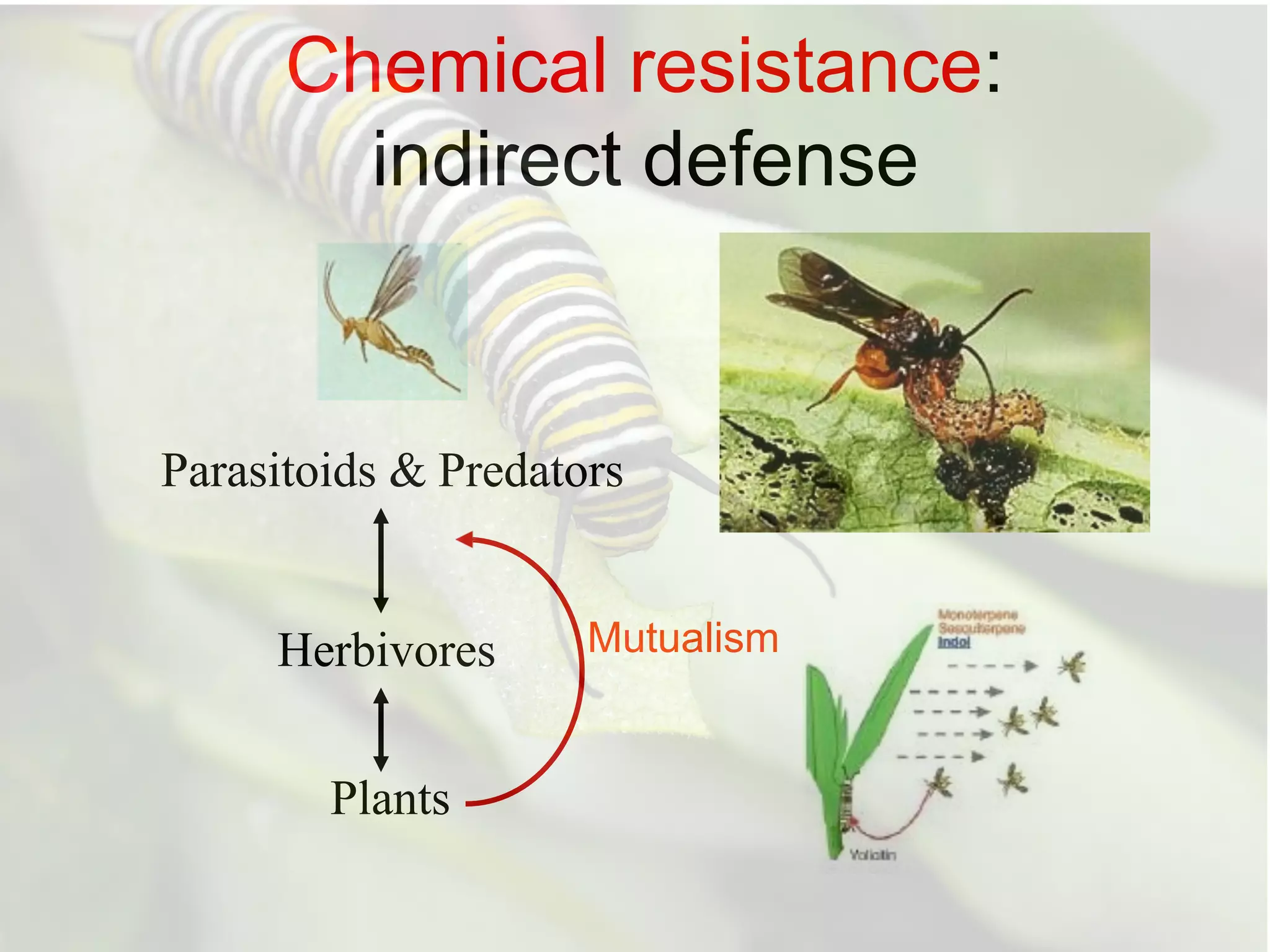 Evolution of Resource Harvesting Organs with Resilience of Insects and ...
