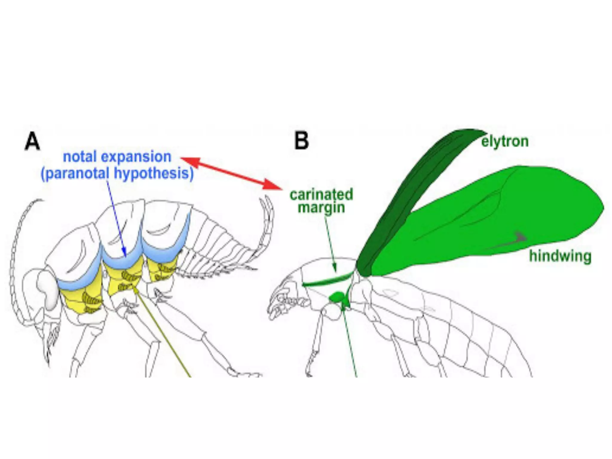 Evolution of Resource Harvesting Organs with Resilience of Insects and ...