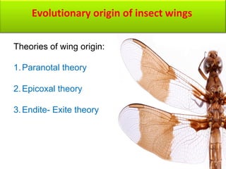Evolution of Resource Harvesting Organs with Resilience of Insects and ...