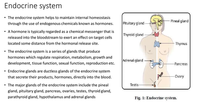 Drugs acting on Endocrine system | PDF | Endocrine and Metabolic Diseases | Diseases and Conditions