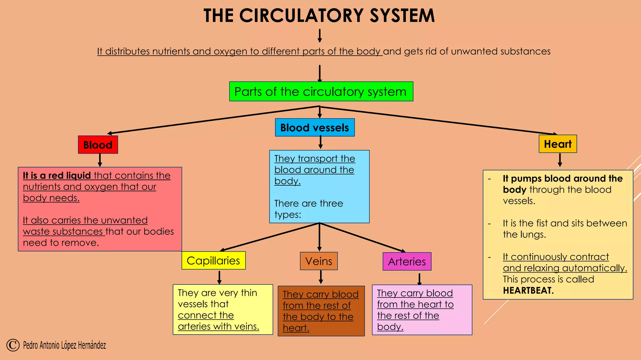 Unit 4-the-human-body | PDF