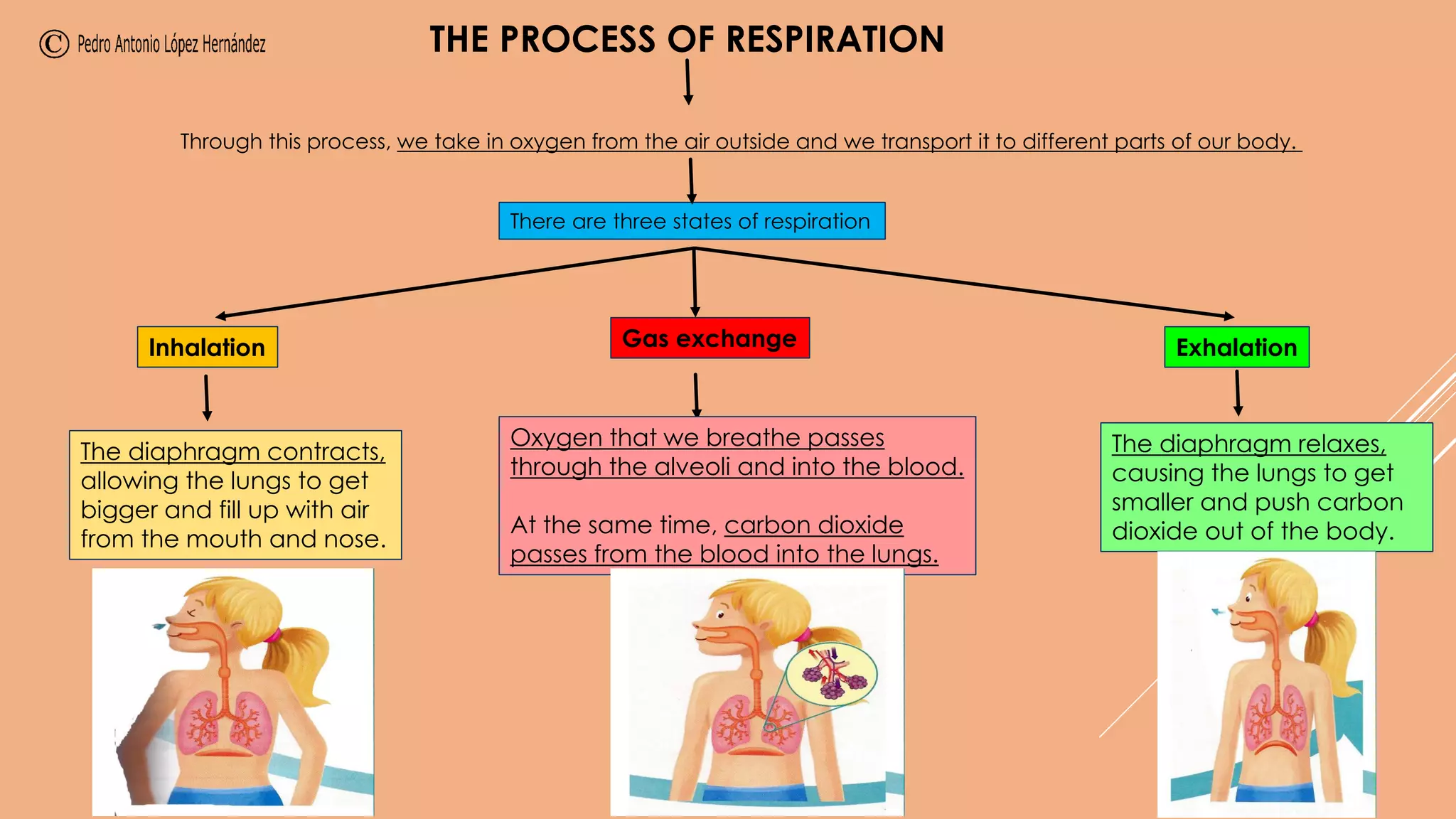 Unit 4-the-human-body | PDF