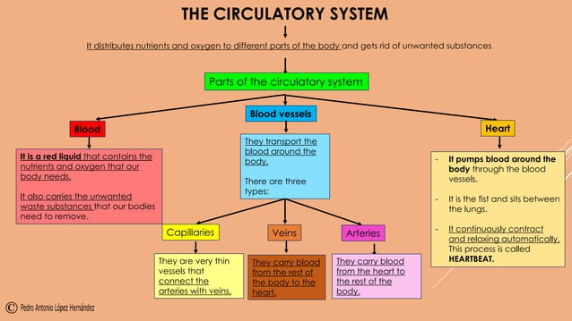 Unit 4-the-human-body | PDF