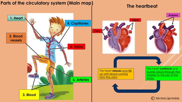 Unit 4-the-human-body | PDF