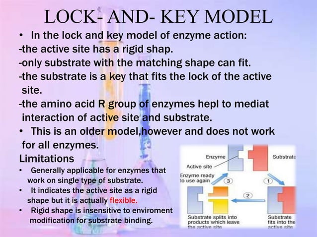 unit-4 enzymes by poonam9 Pgdiploma.pptx