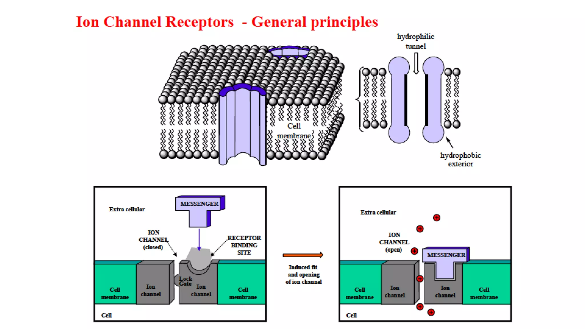 Unit 5 ion channel receptor | PDF
