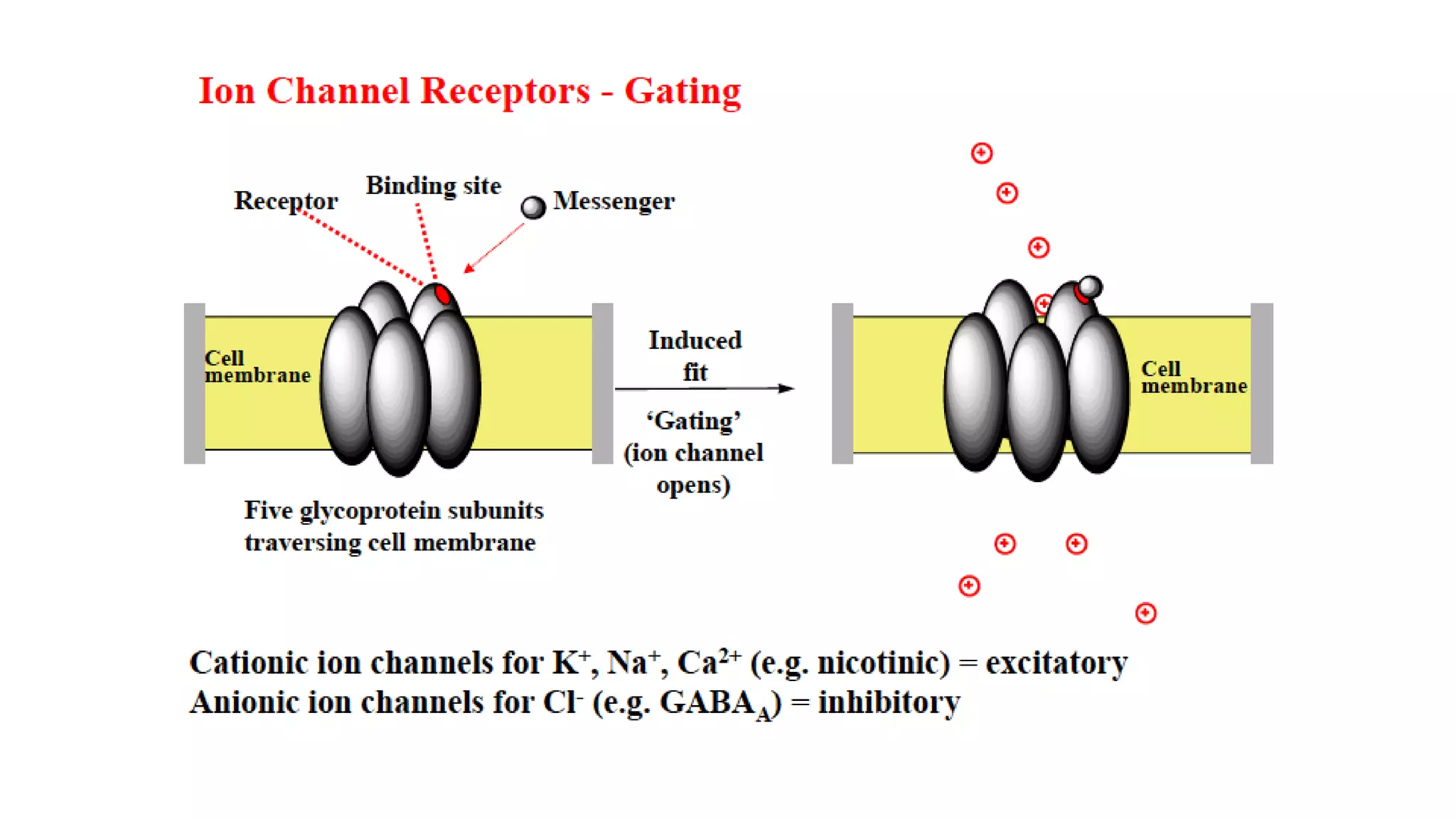 Unit 5 ion channel receptor | PDF