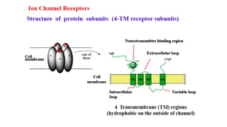 Unit 5 ion channel receptor | PDF
