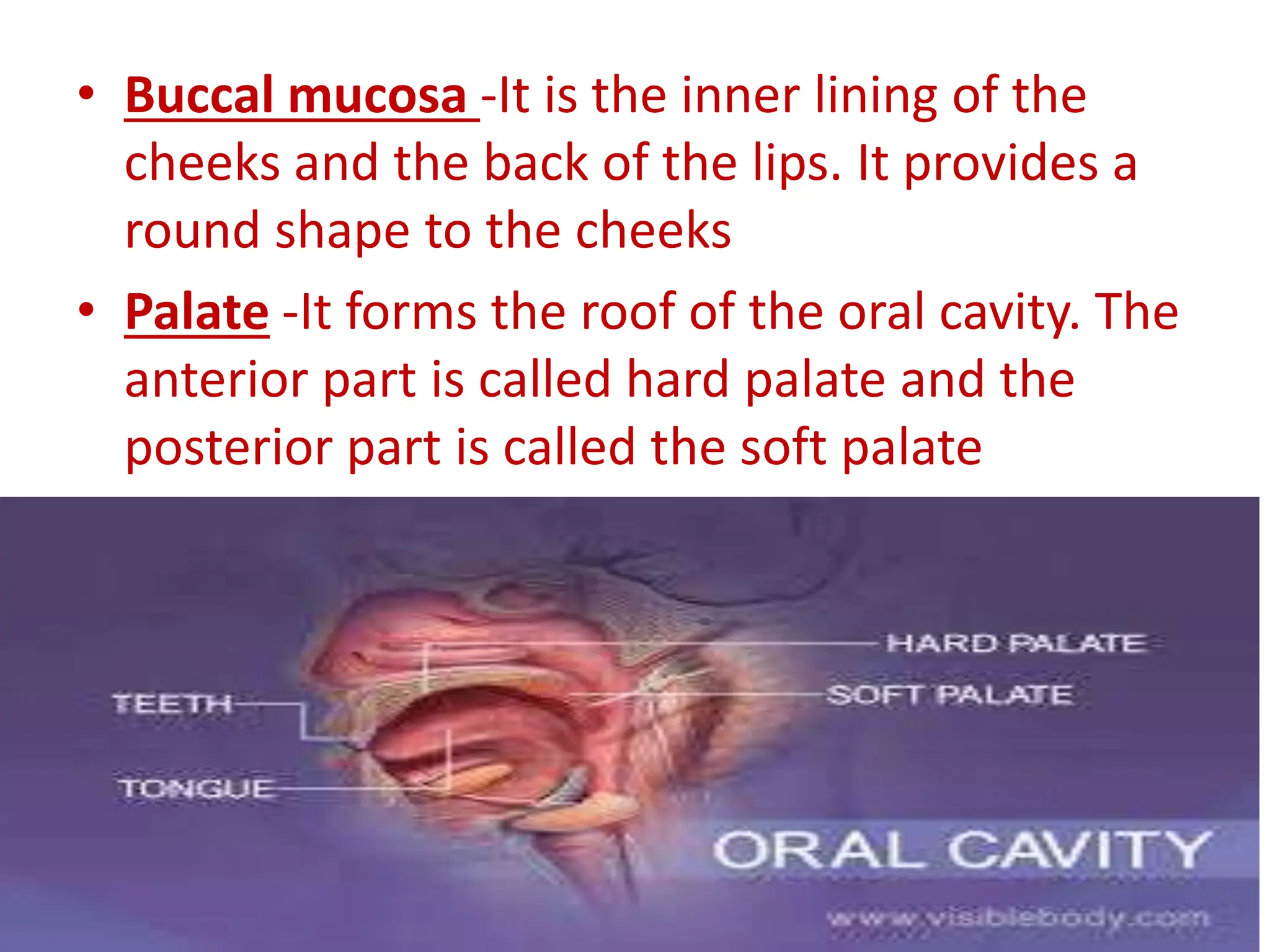UNIT- 7 THE DIGESTIVE SYSTEM.for Ist year GNM | PPTX | Ear, Nose and ...