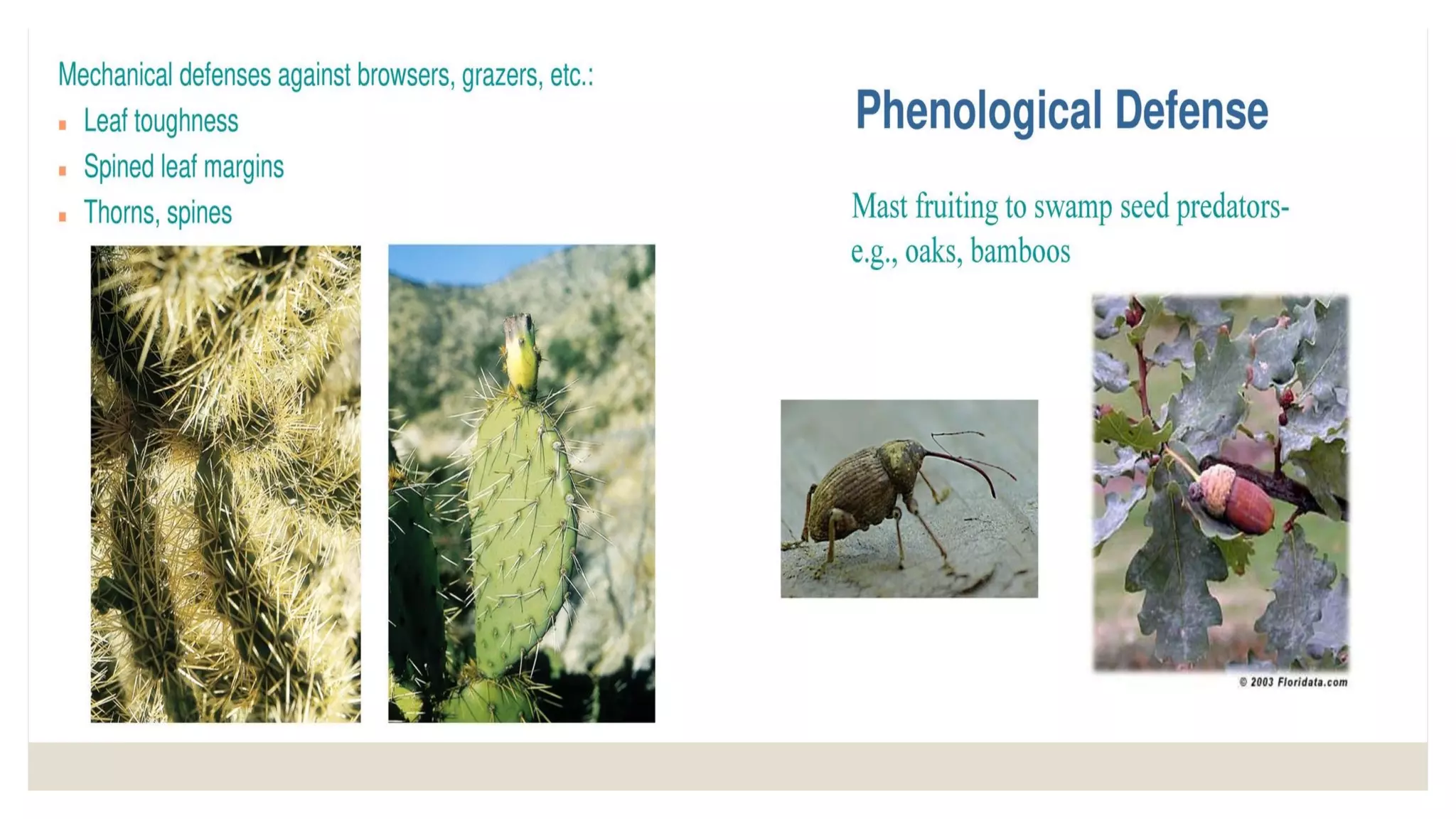 Plant Stress and Herbivory, Consequences of Herbivory to Plant Fitness ...