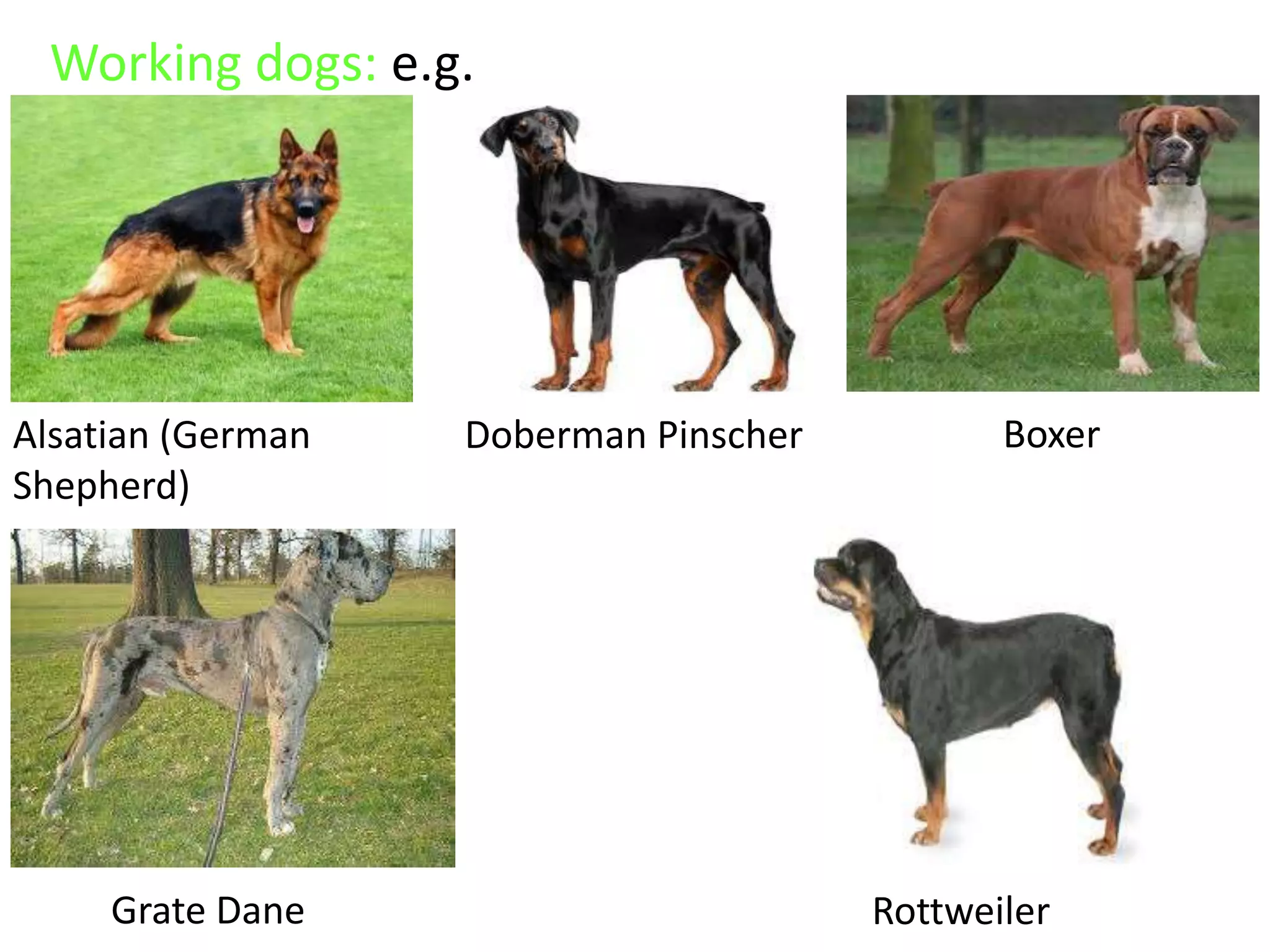 Unit-8_Classification_of_breeds_and_breeding_of_dogs.pptx | Dogs | Pets