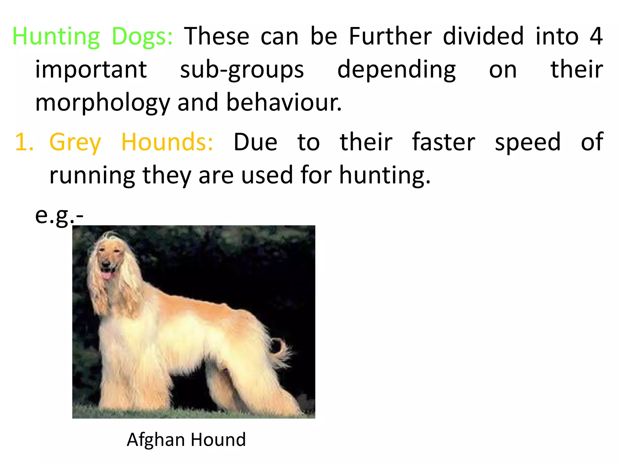 Unit-8_Classification_of_breeds_and_breeding_of_dogs.pptx | Dogs | Pets