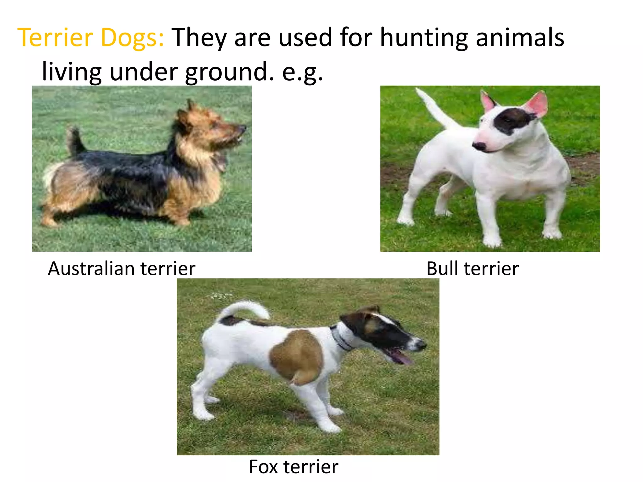 Unit-8_Classification_of_breeds_and_breeding_of_dogs.pptx | Dogs | Pets