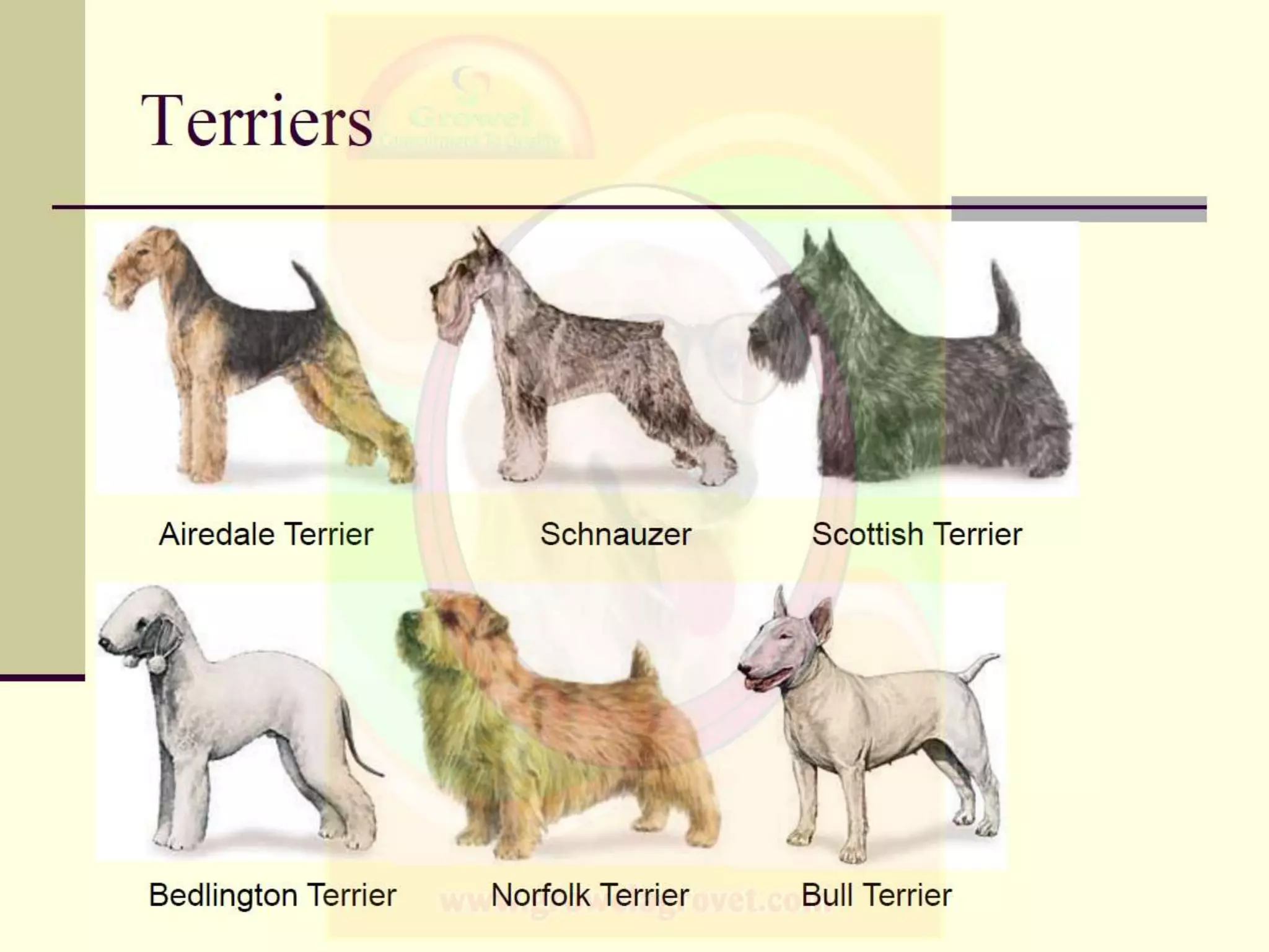 Unit-8_Classification_of_breeds_and_breeding_of_dogs.pptx | Dogs | Pets