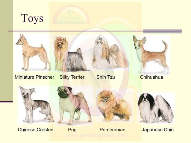Unit-8_Classification_of_breeds_and_breeding_of_dogs.pptx | Dogs | Pets