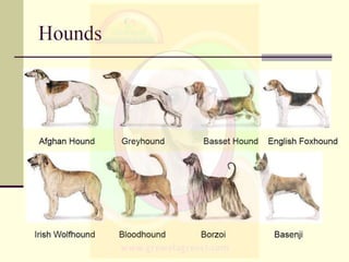 Unit-8_Classification_of_breeds_and_breeding_of_dogs.pptx | Dogs | Pets