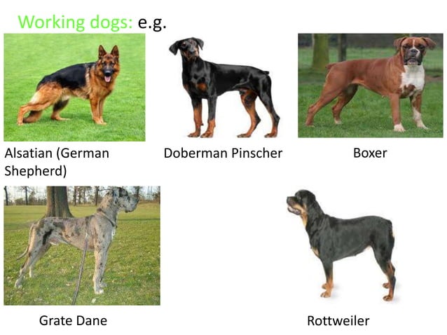 Unit-8_Classification_of_breeds_and_breeding_of_dogs.pptx | Dogs | Pets