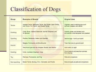 Unit-8_Classification_of_breeds_and_breeding_of_dogs.pptx | Dogs | Pets
