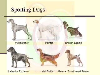 Unit-8_Classification_of_breeds_and_breeding_of_dogs.pptx | Dogs | Pets