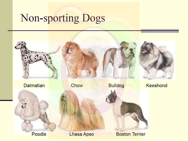 Unit-8_Classification_of_breeds_and_breeding_of_dogs.pptx | Dogs | Pets